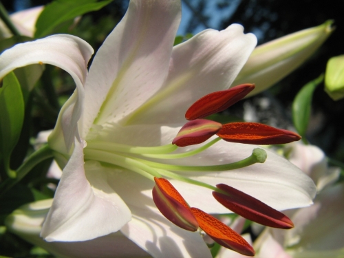 What Is The Meaning Of Flower Lilies Garden Guides what-is-the-meaning-of-flower-lilies-garden-guides