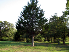 Eastern Red Cedar Pruning