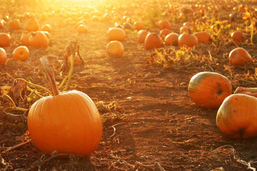 How to Harvest Pumpkins | Garden Guides