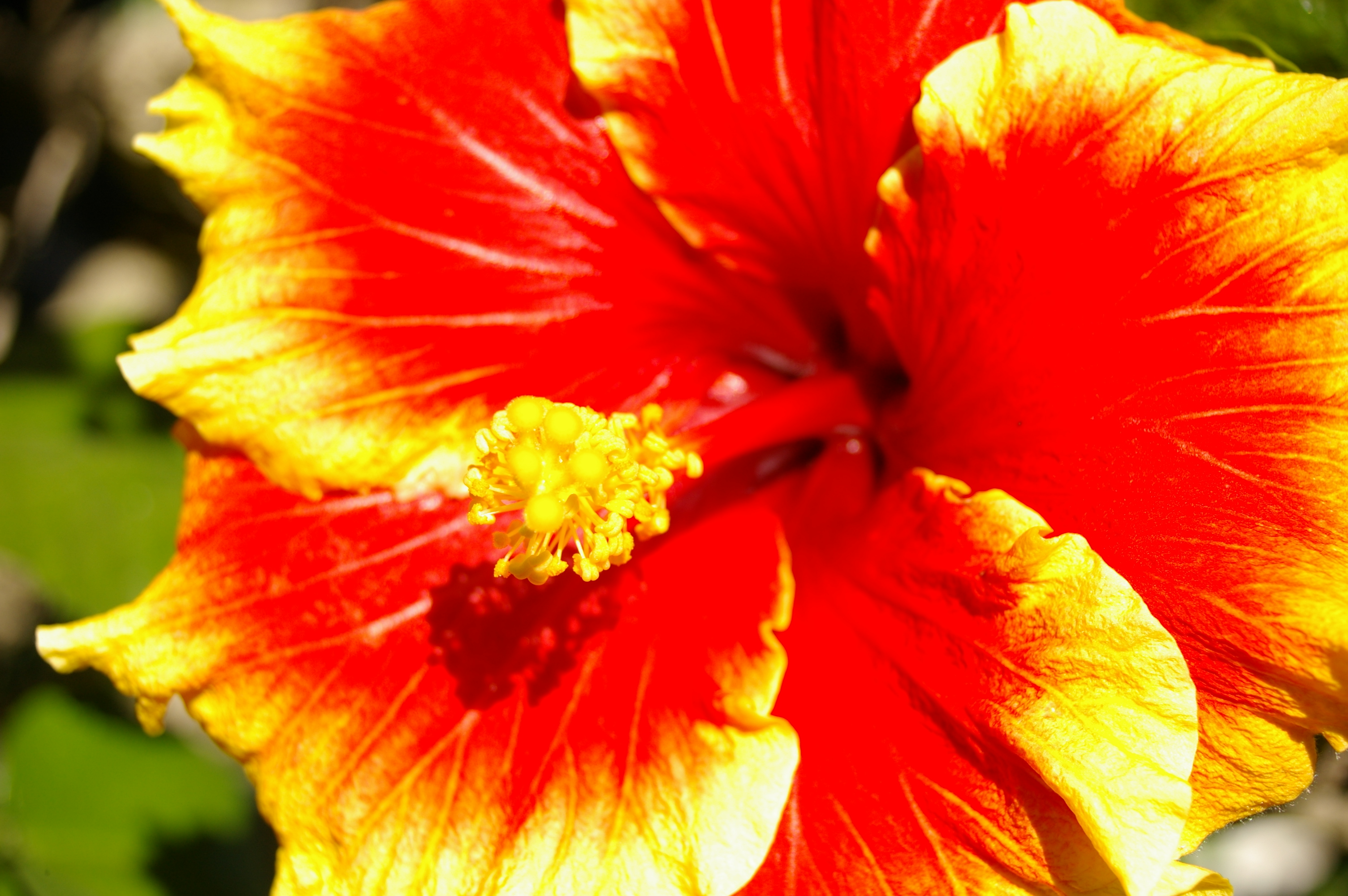 Types Of Hibiscus Flowers Garden Guides